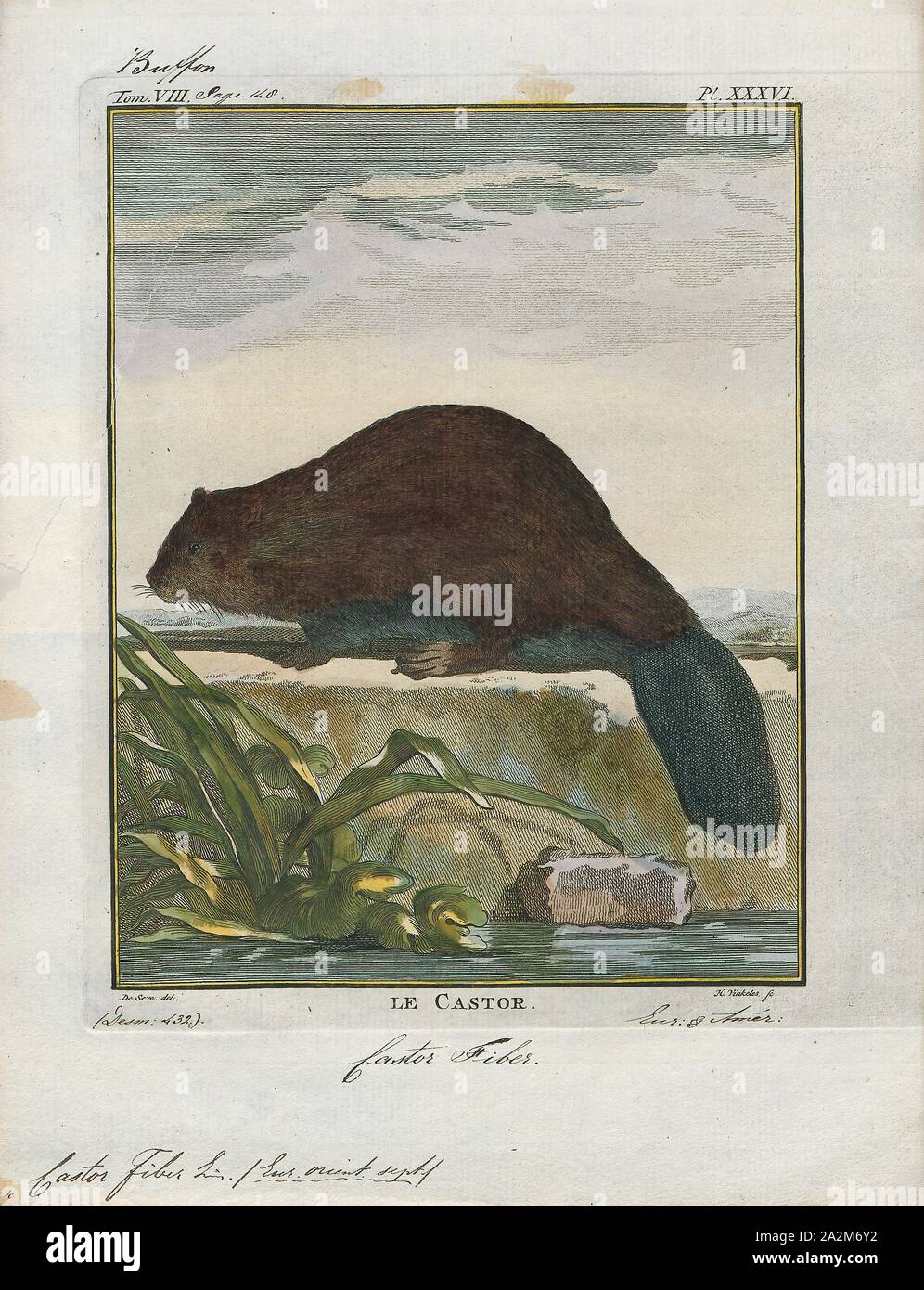 Species extinction hi-res stock photography and images - Alamy