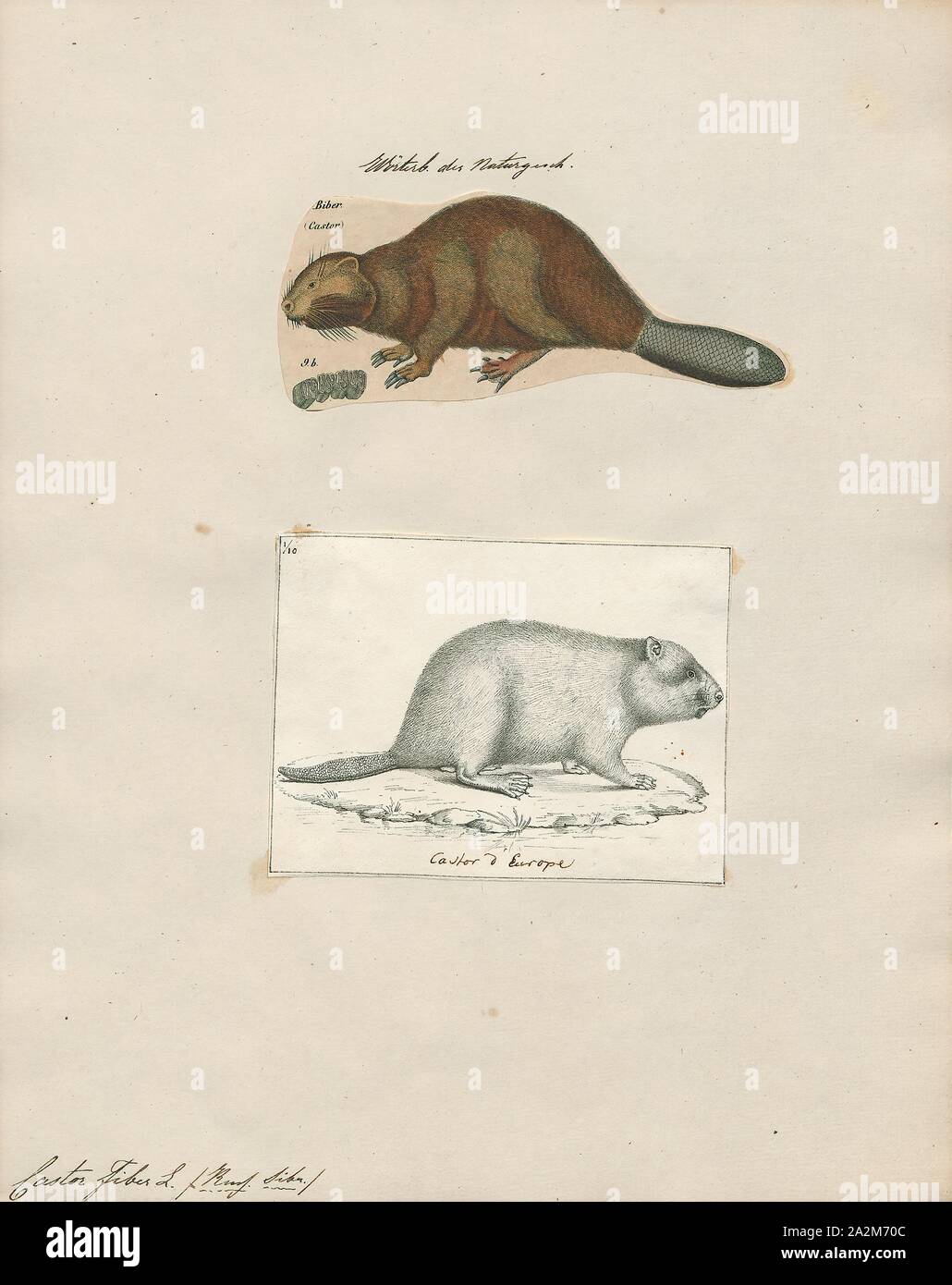 Beaver castoreum hi-res stock photography and images - Alamy