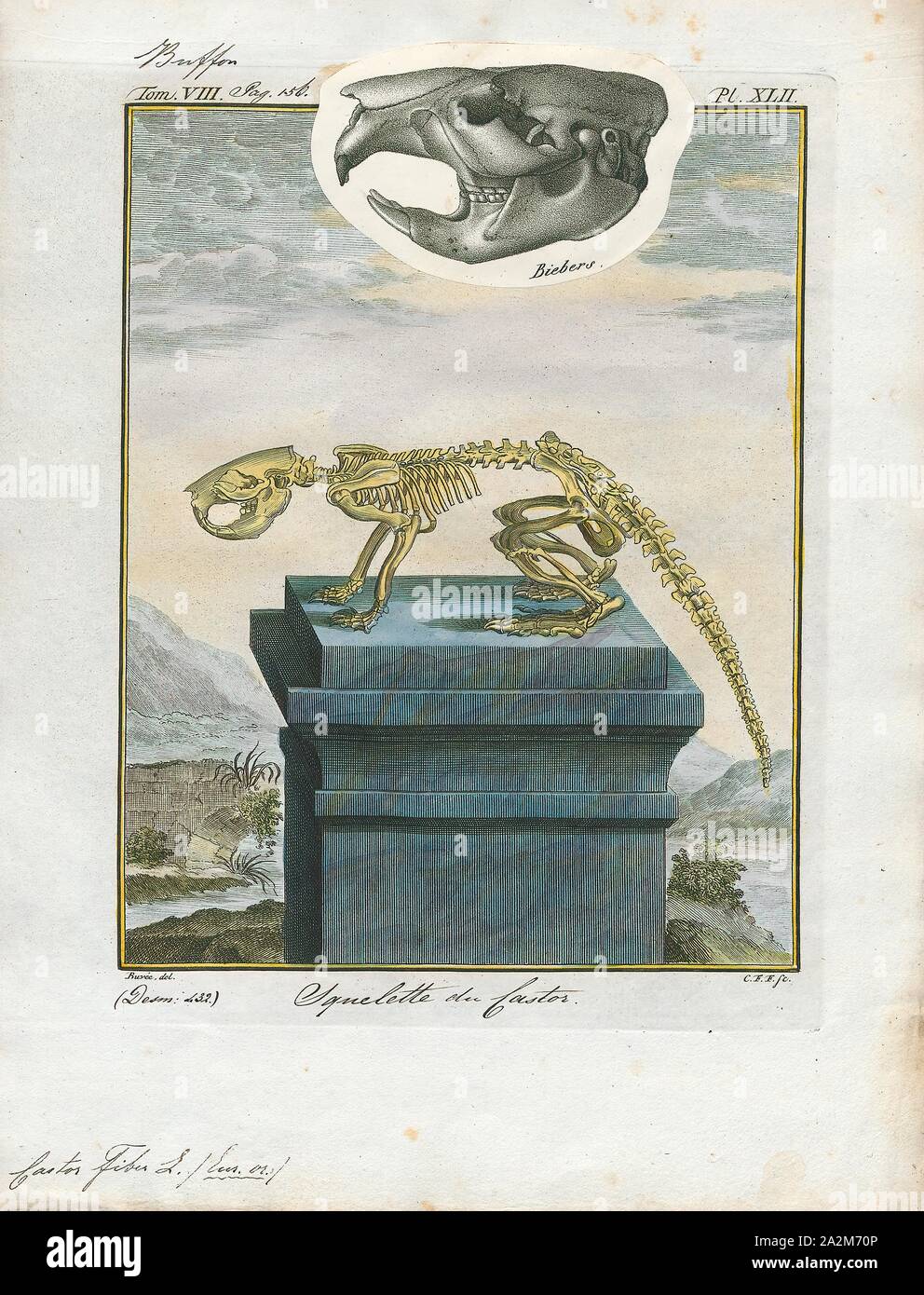 Beaver skull hi-res stock photography and images - Alamy