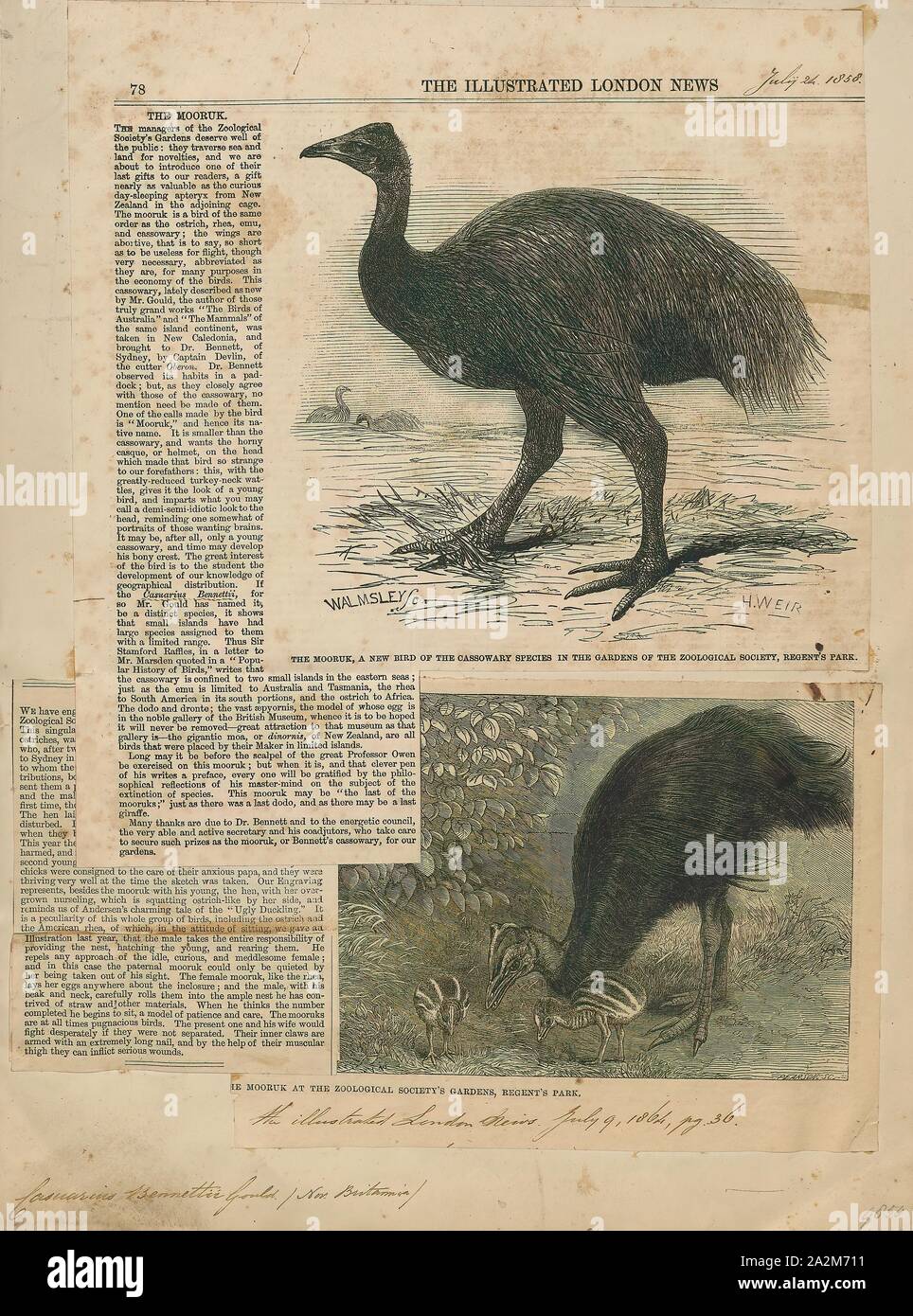 Casuarius bennettii, Print, Cassowary, Cassowaries, genus Casuarius ...