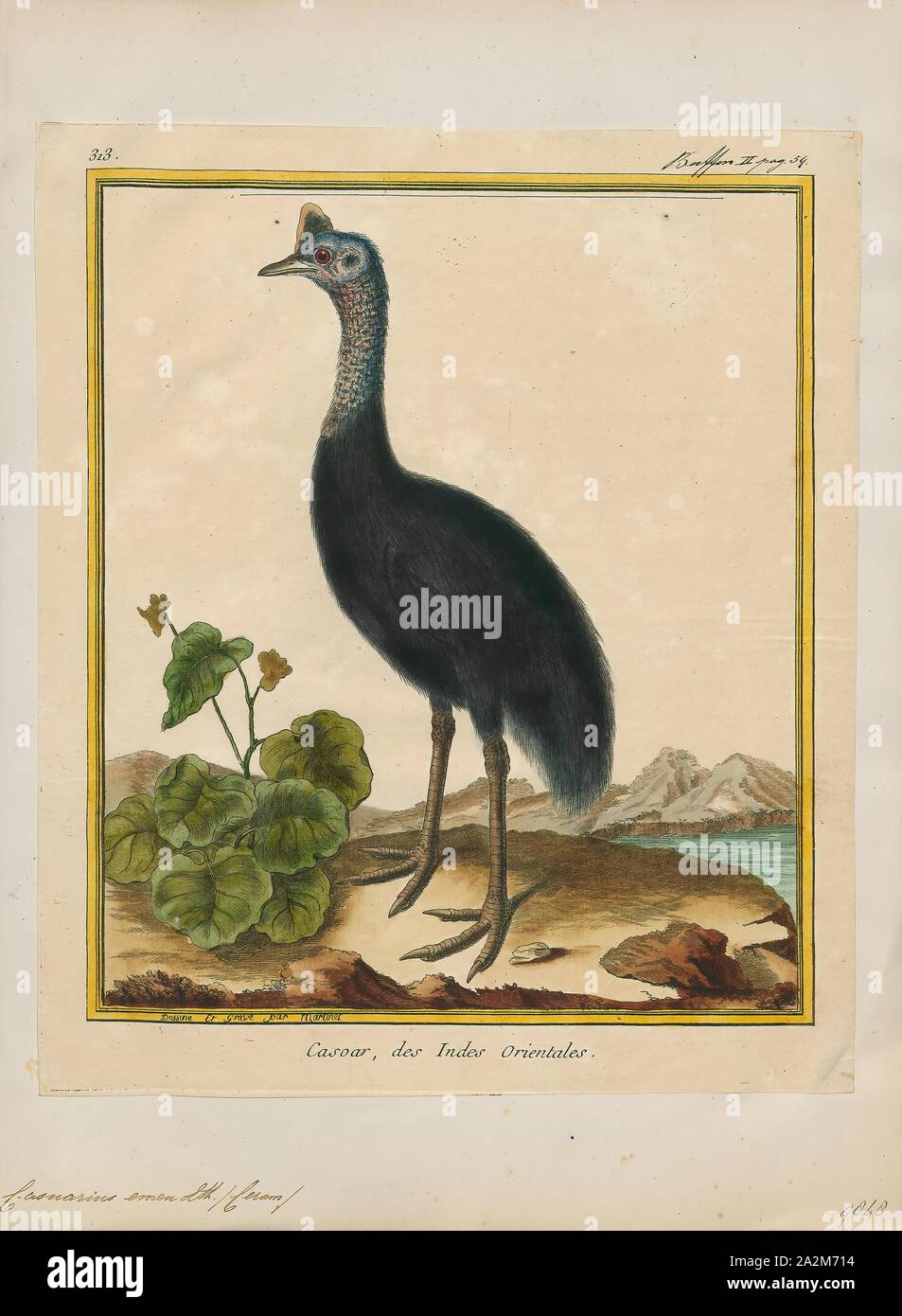 Native Papua New Guinea Birds High Resolution Stock Photography and ...
