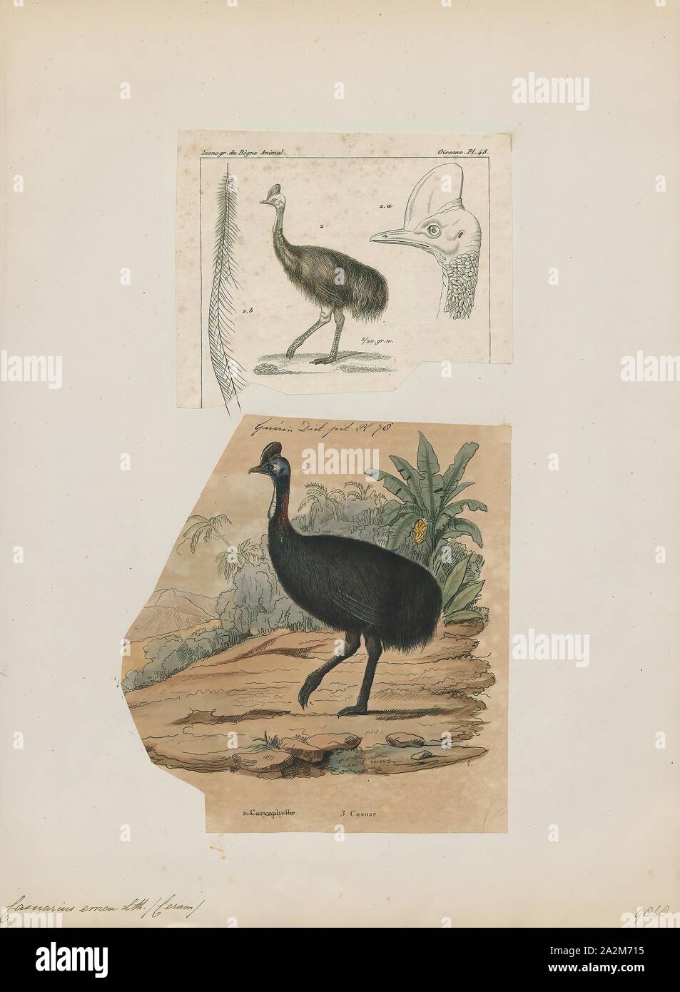 Casuarius emeu, Print, Cassowary, Cassowaries, genus Casuarius, are ...