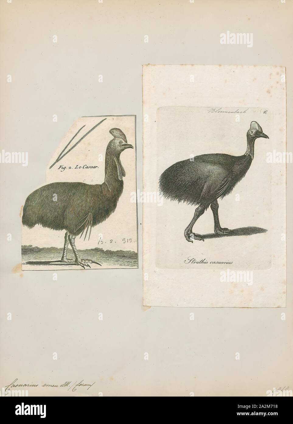 Casuarius emeu, Print, Cassowary, Cassowaries, genus Casuarius, are ...