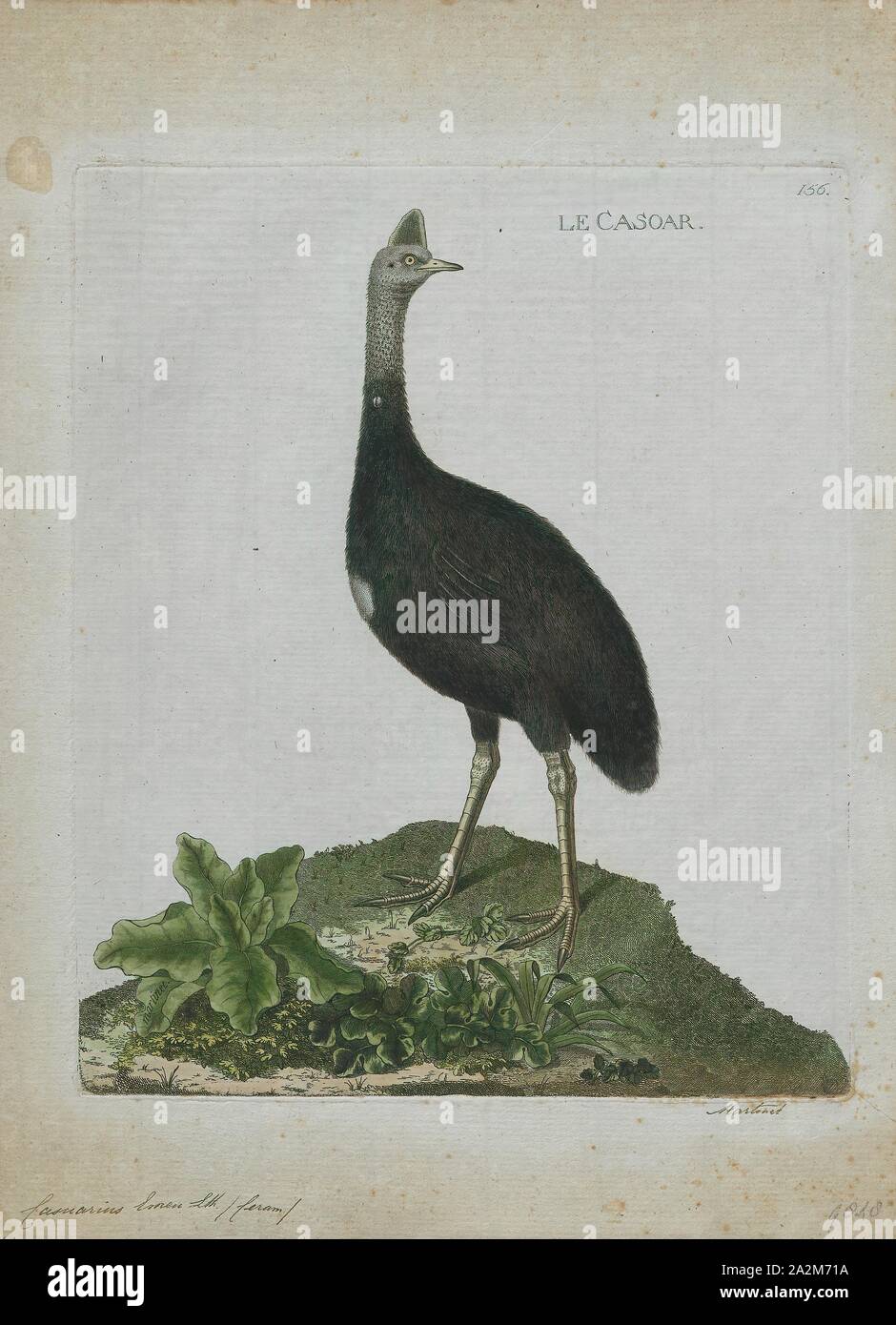 Native Papua New Guinea Birds High Resolution Stock Photography and ...