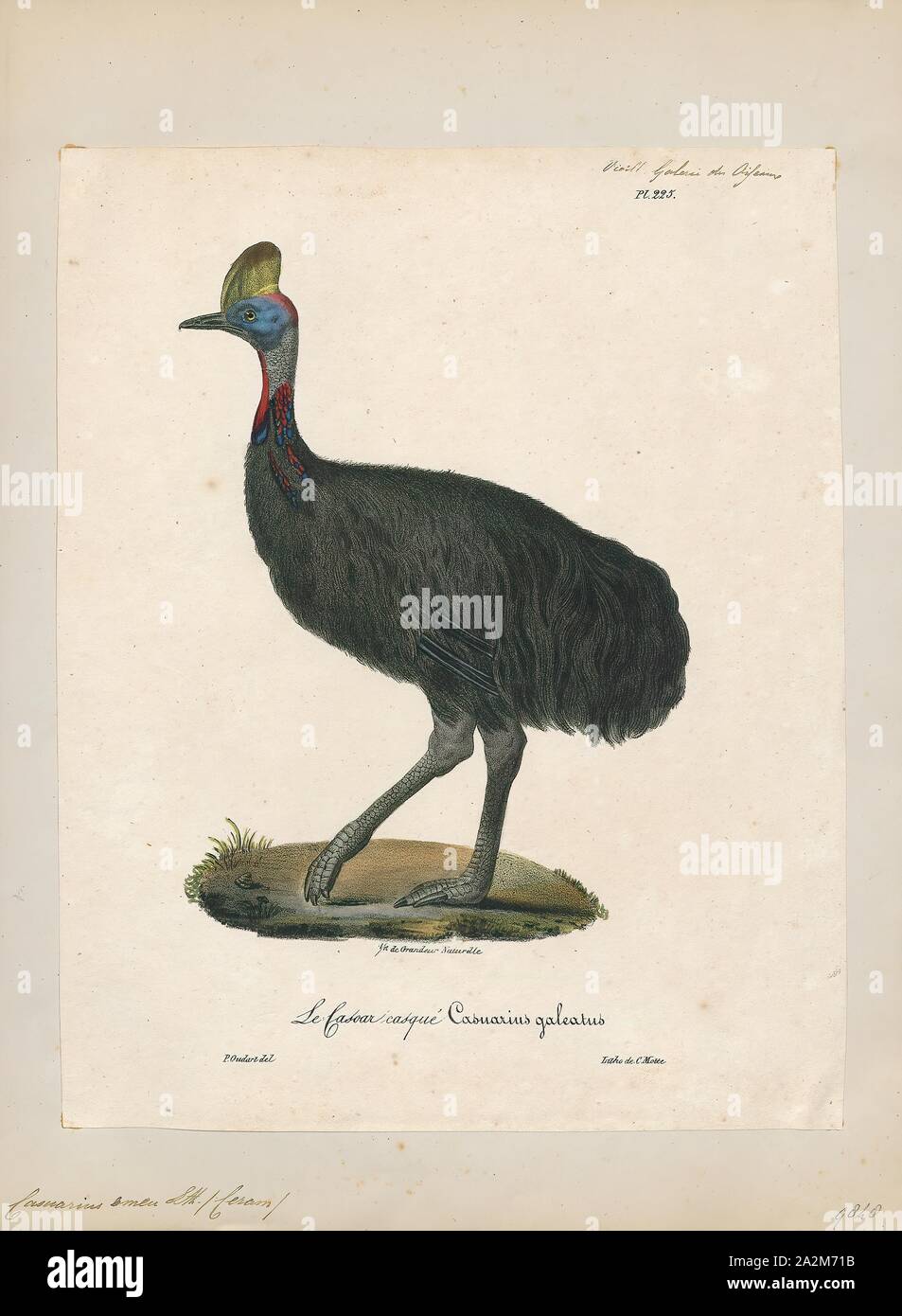 Native papua new guinea birds hi-res stock photography and images - Alamy
