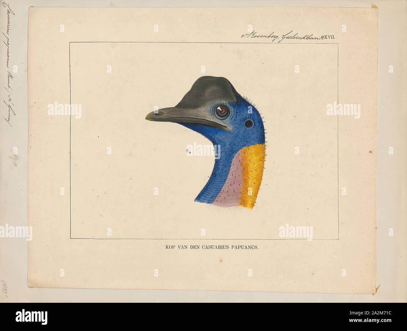 Ratites hi-res stock photography and images - Alamy