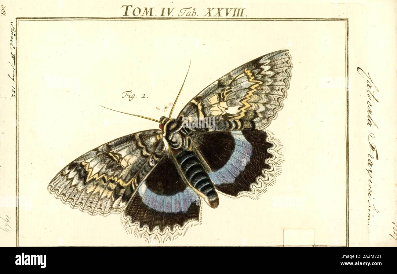 Catocala, Print, Catocala is a generally Holarctic genus of moths in ...
