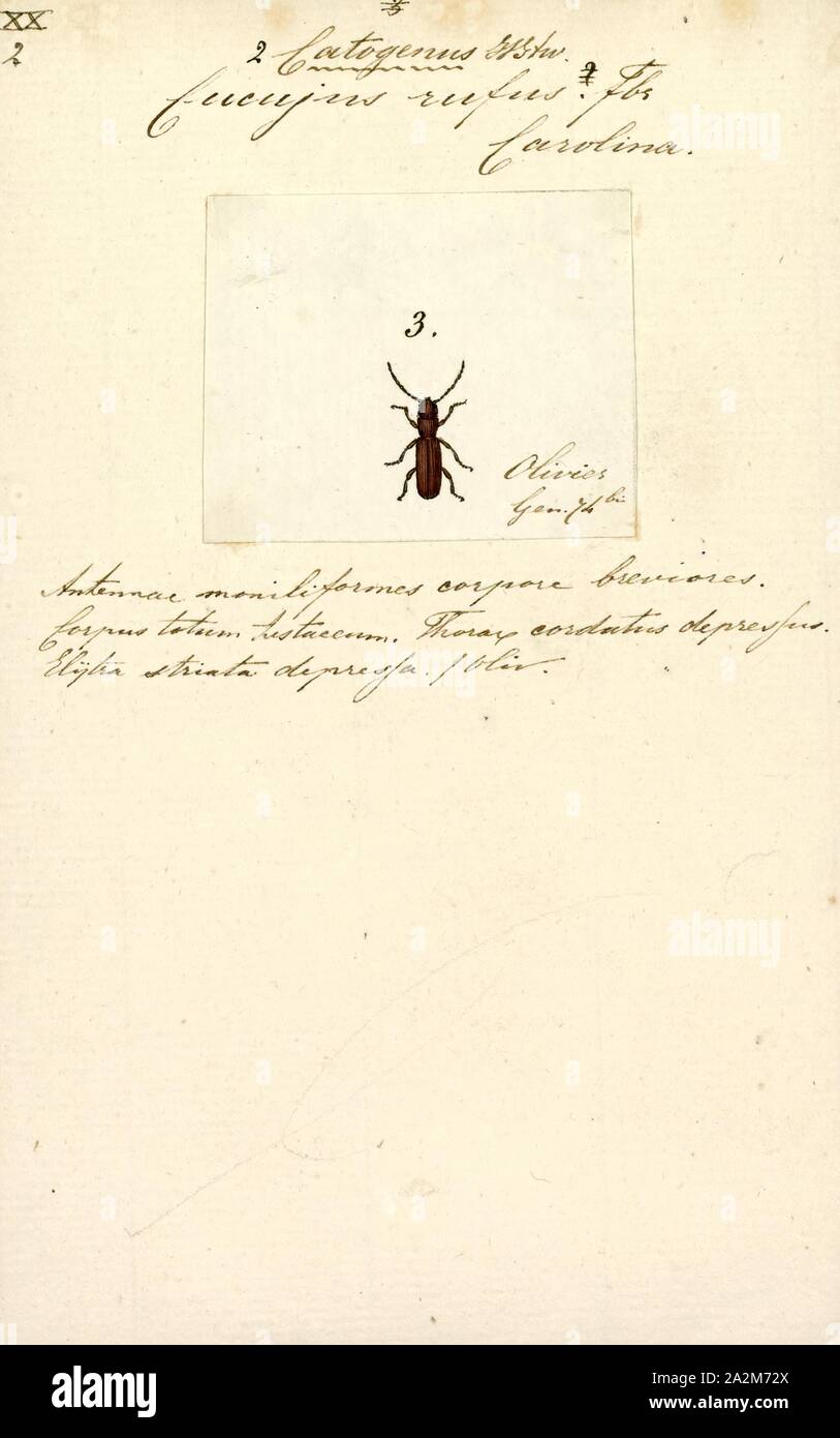 Catogenus hi-res stock photography and images - Alamy