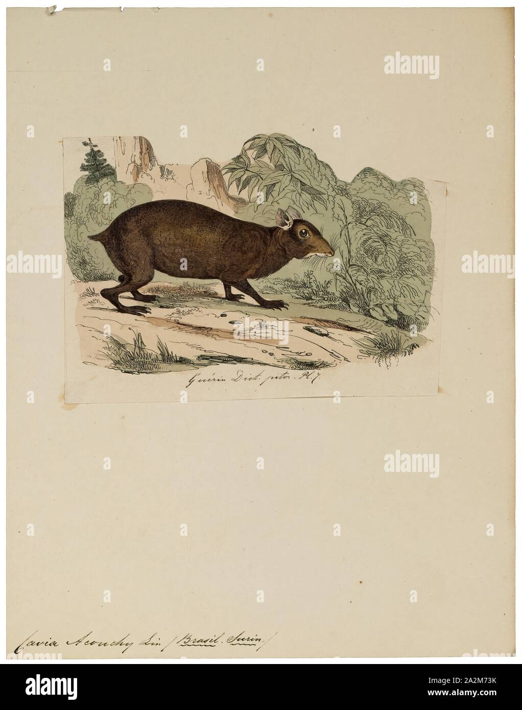 Caviinae genus hi-res stock photography and images - Alamy