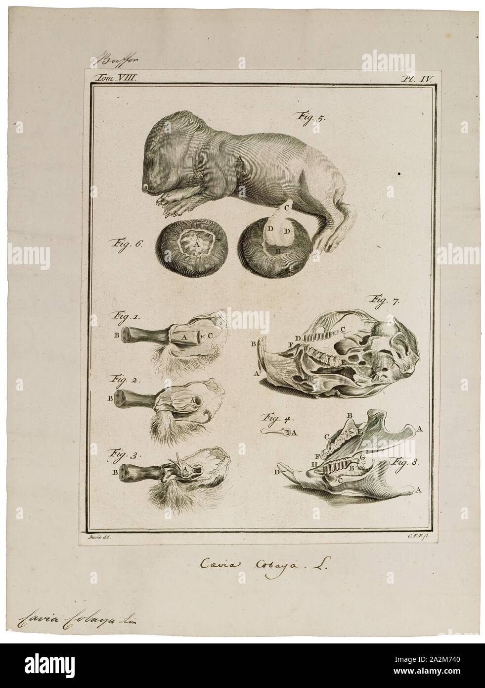 Cavia cobaya, Print, The guinea pig or domestic guinea pig (Cavia ...