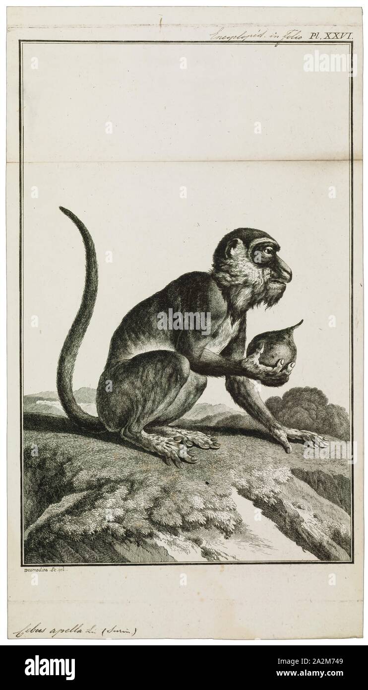 Black capped capuchin Cut Out Stock Images & Pictures - Alamy