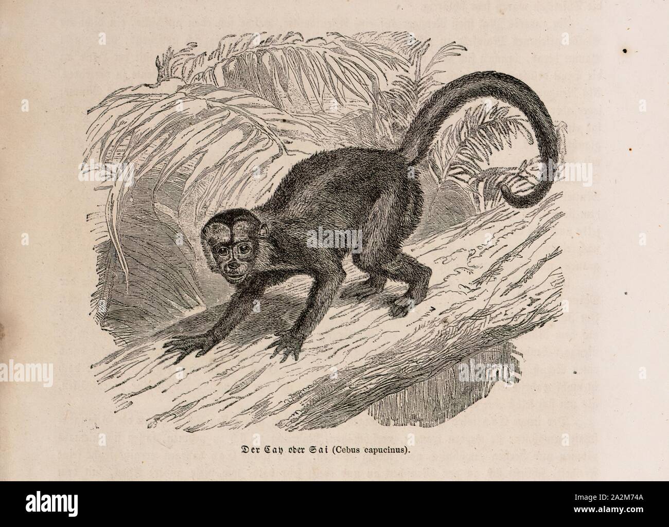 Medium sized new world monkey of the family cebidae hi-res stock ...