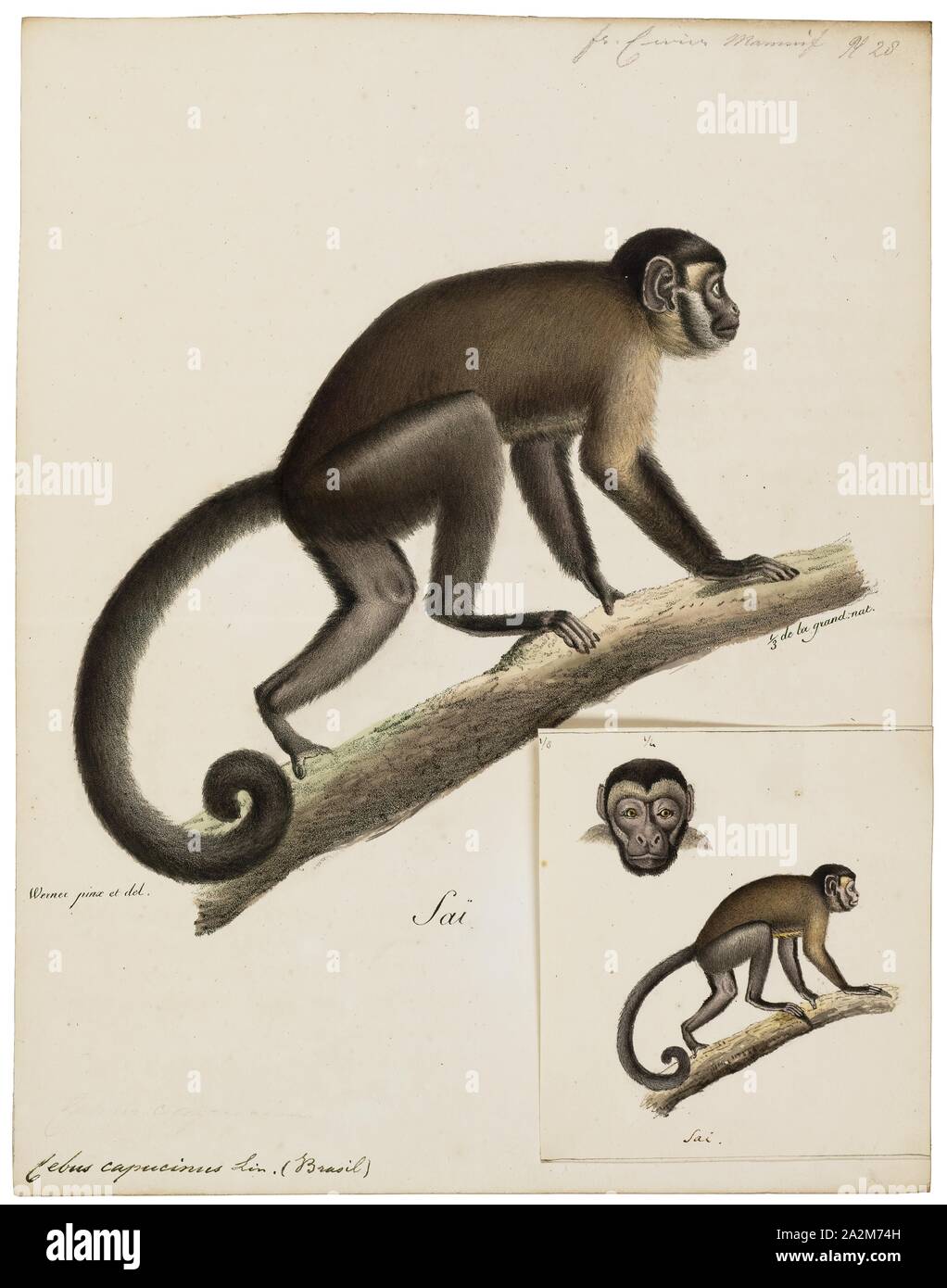 Cebus capucinus, Print, The Colombian white-faced capuchin (Cebus ...