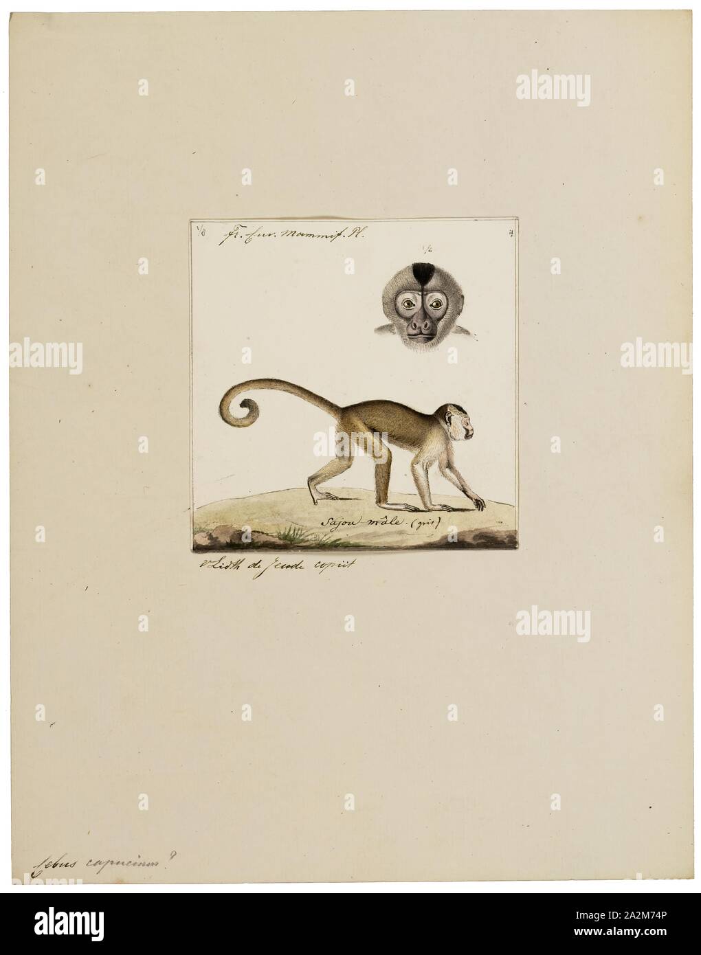 Medium sized new world monkey of the family cebidae hi-res stock ...