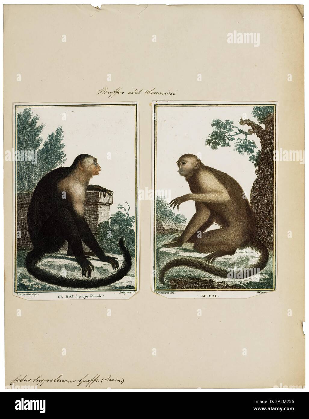 Capuchin monkey cebus hypoleucus Cut Out Stock Images & Pictures - Alamy