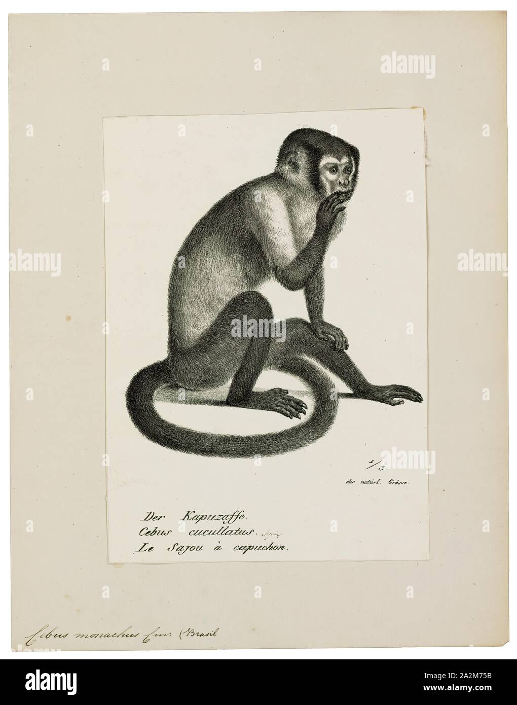 Cebus monachus, Print, Gracile capuchin monkey, Gracile capuchin ...