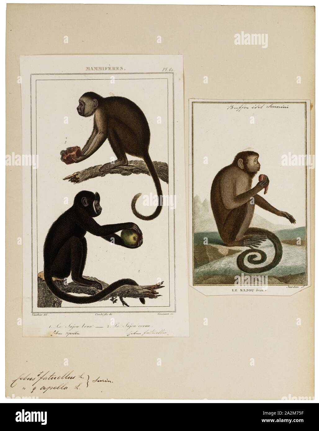 Cebus spec., Print, Capuchin Monkey (Cebus) unknown, 1700-1880 Stock Photo - Alamy