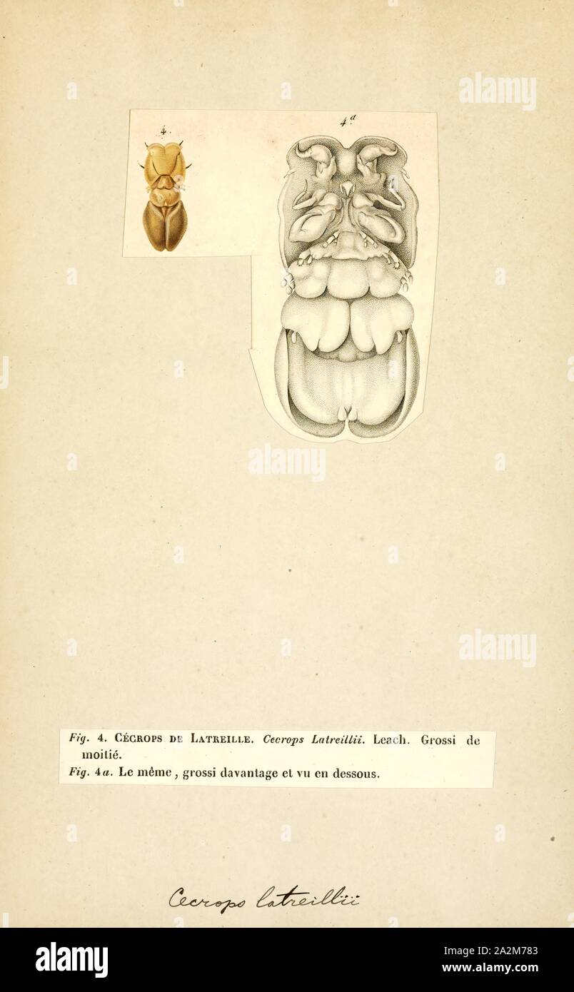 Cecrops hi-res stock photography and images - Alamy