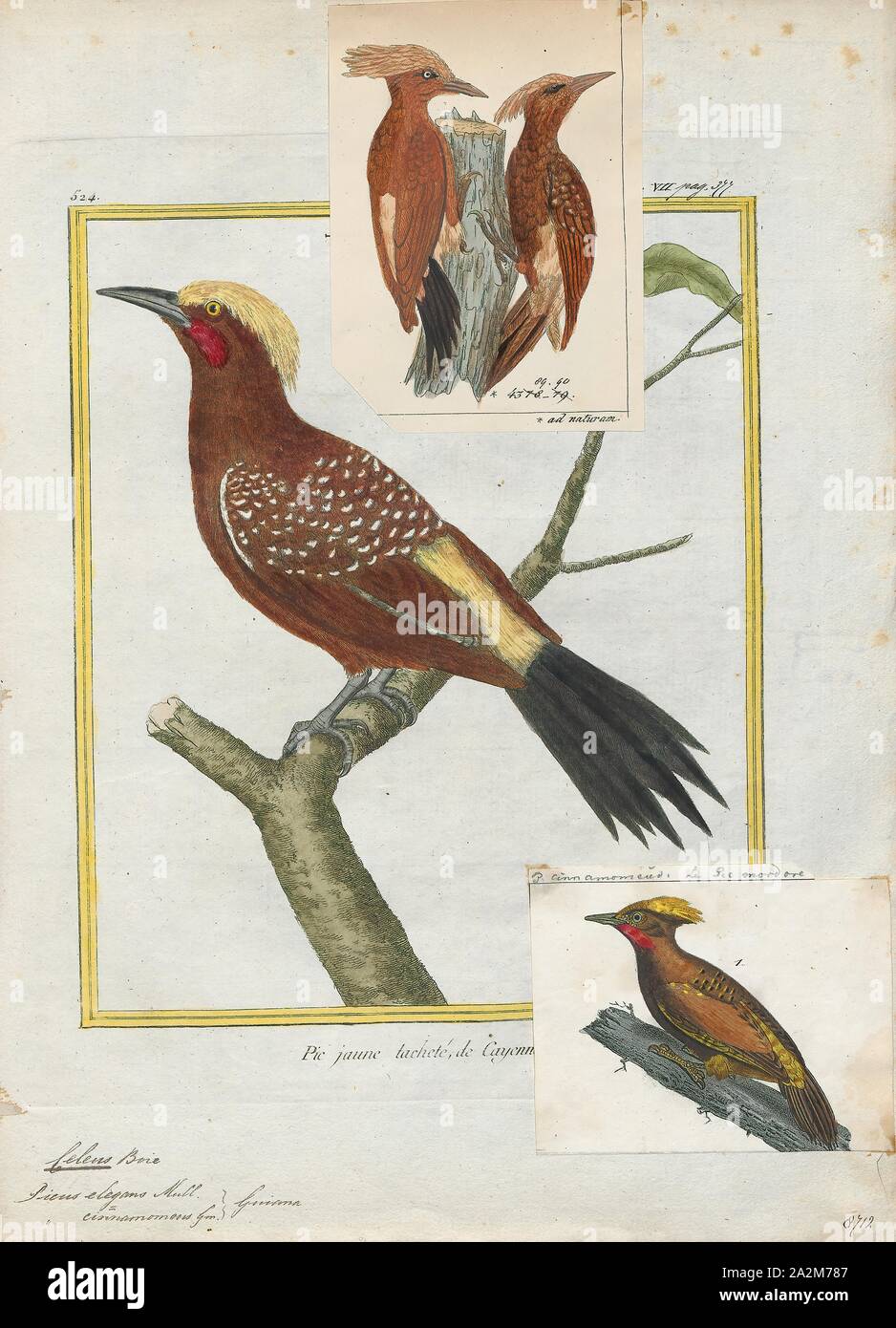 Chestnut woodpecker celeus elegans hi-res stock photography and images ...