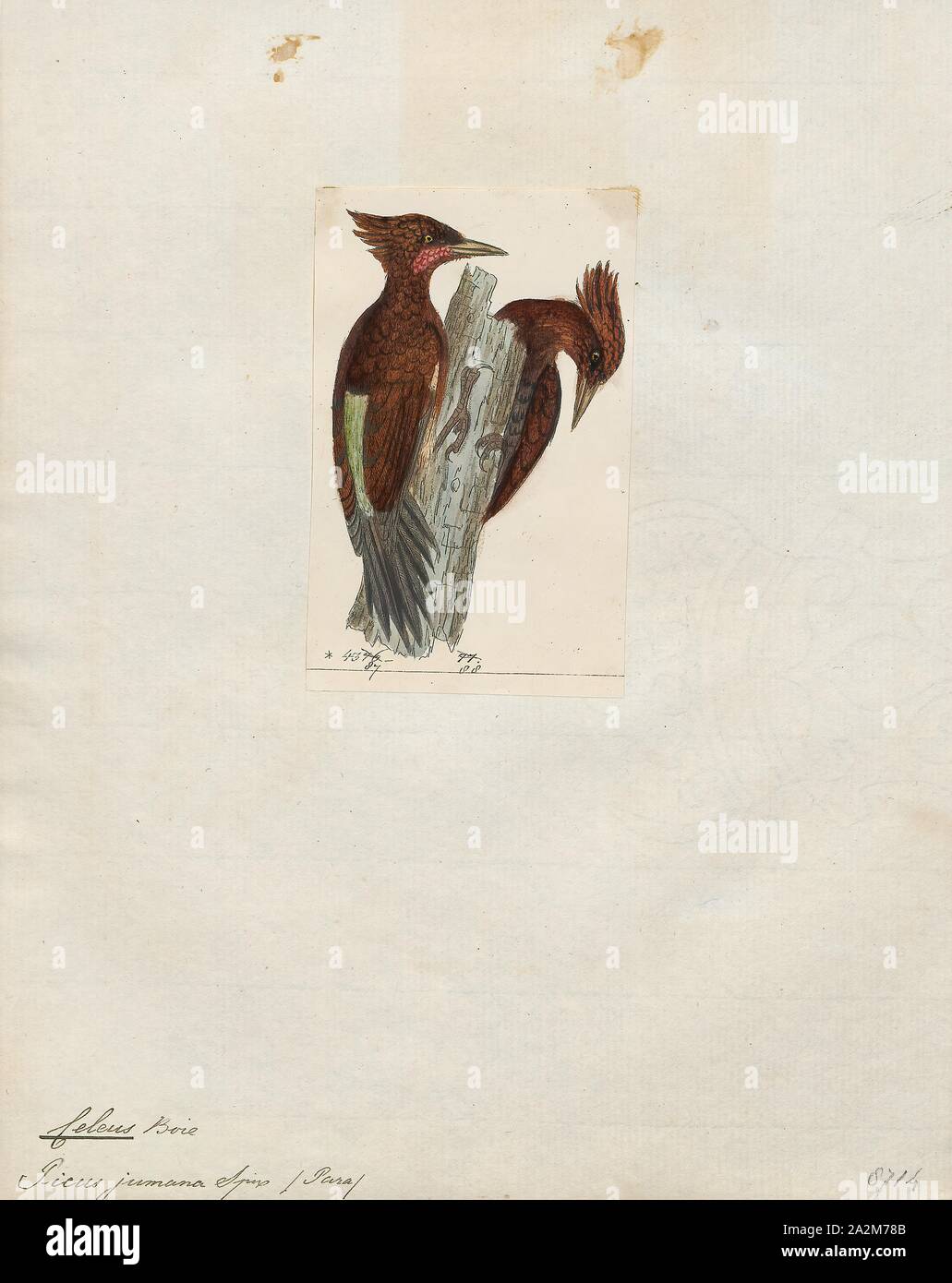 Celeus hi-res stock photography and images - Alamy