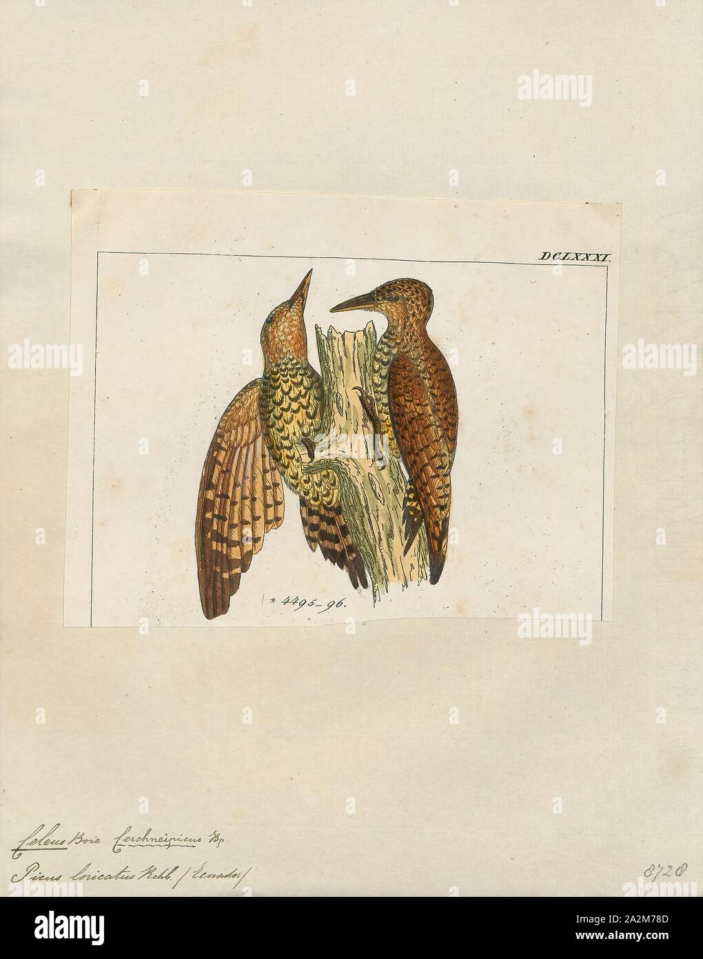 Celeus loricatus, Print, The cinnamon woodpecker (Celeus loricatus) is ...