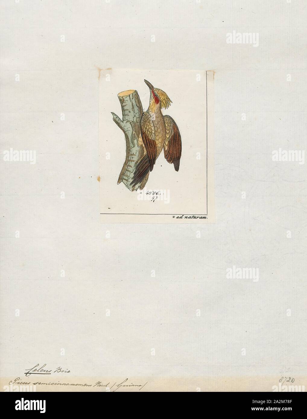 Celeus hi-res stock photography and images - Alamy