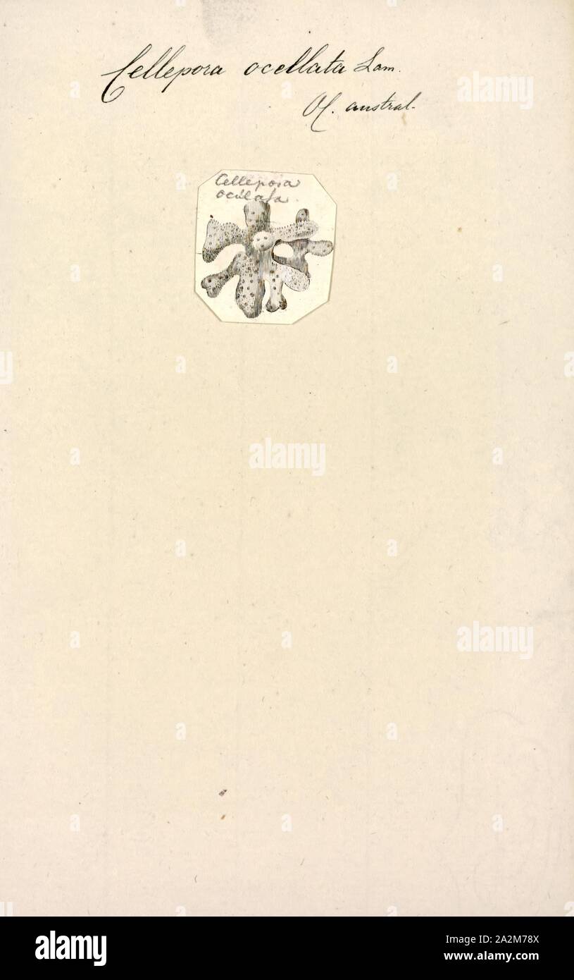 Ocellata hi-res stock photography and images - Alamy