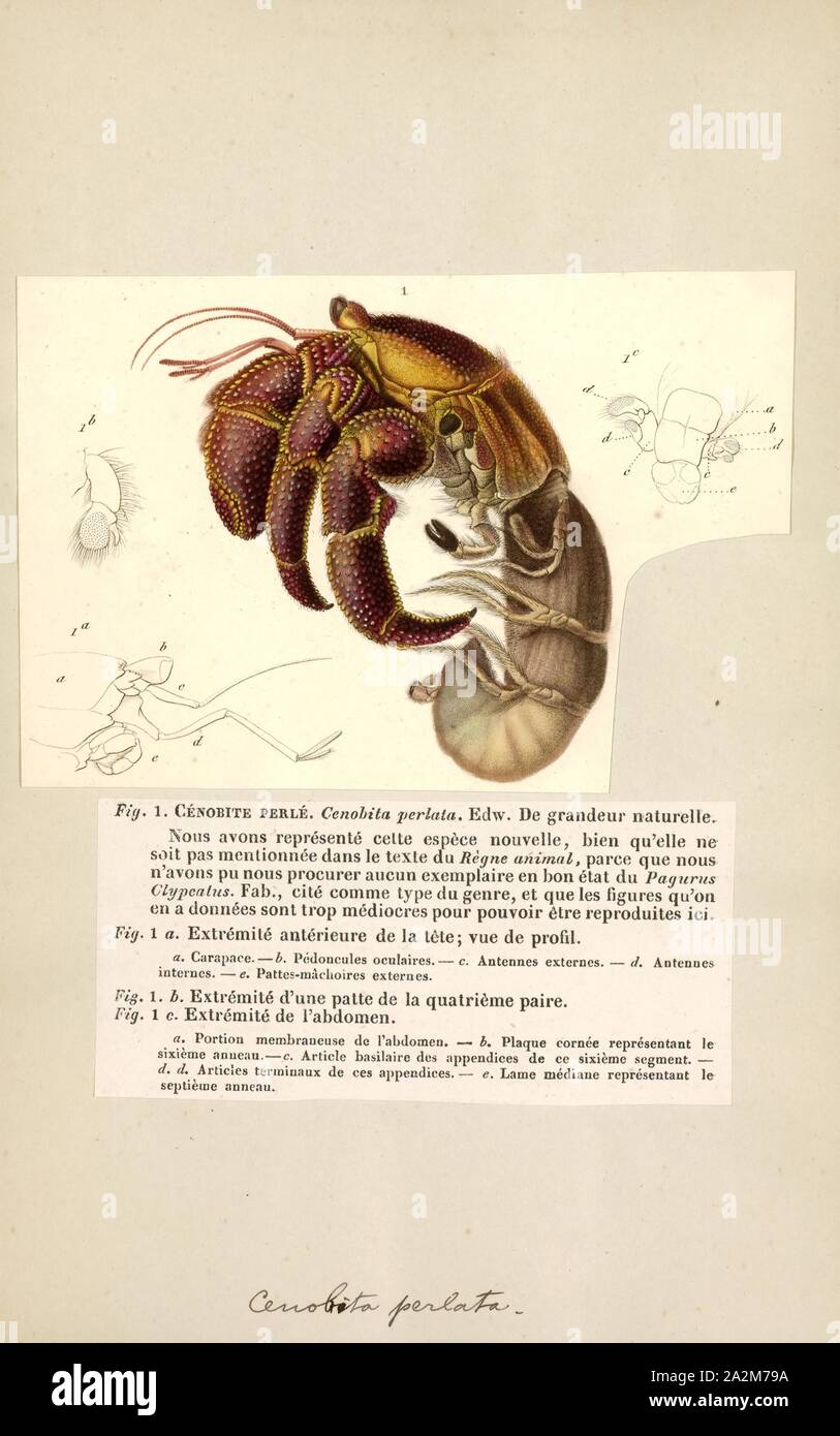 Perlata hi-res stock photography and images - Alamy