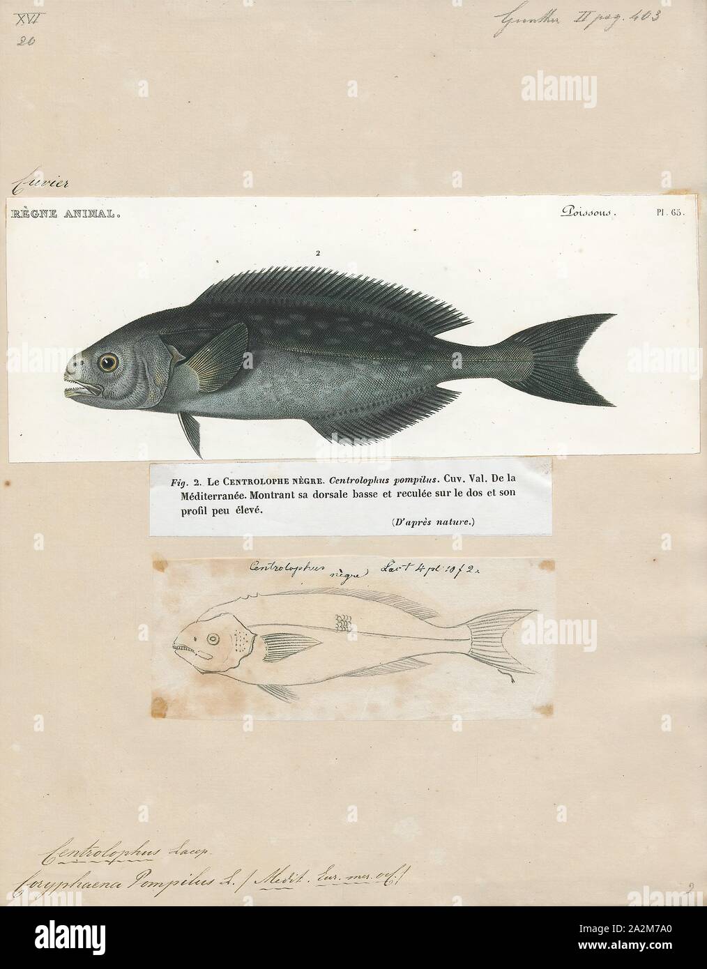 Centrolophus pompilus, Print, 1700-1880 Stock Photo - Alamy