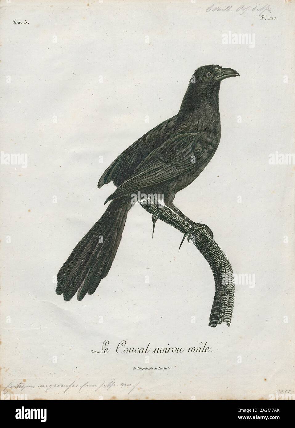 Centropus nigrorufus, Print, The Sunda coucal (Centropus nigrorufus) is ...