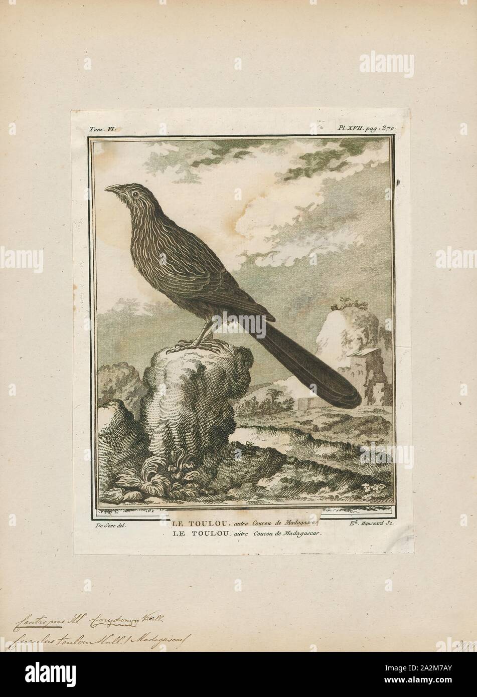 Madagascar coucal hi-res stock photography and images - Alamy