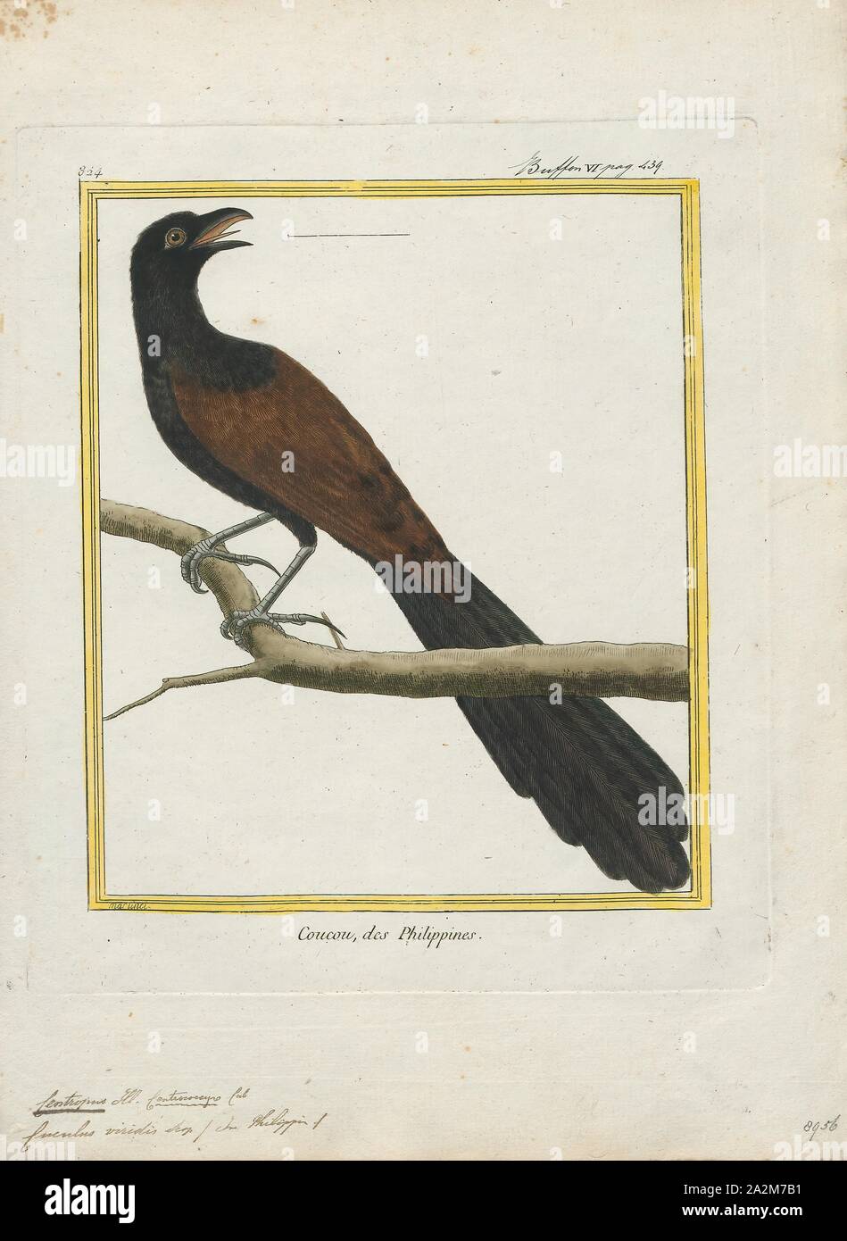 Centropus viridis, Print, The Philippine coucal (Centropus viridis) is ...