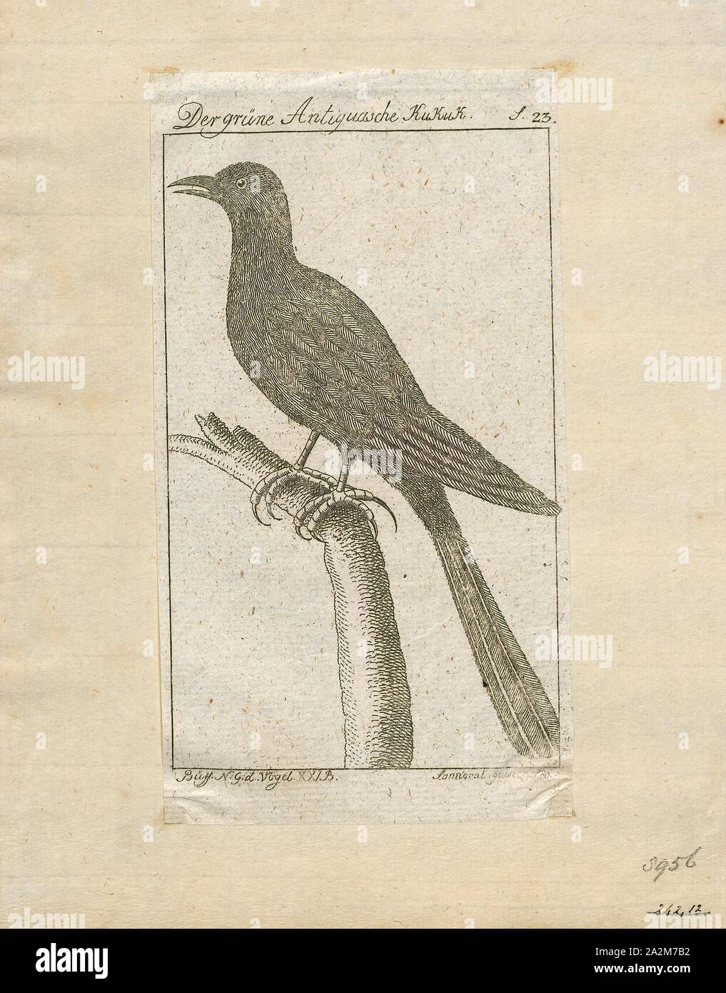 Centropus viridis, Print, The Philippine coucal (Centropus viridis) is ...