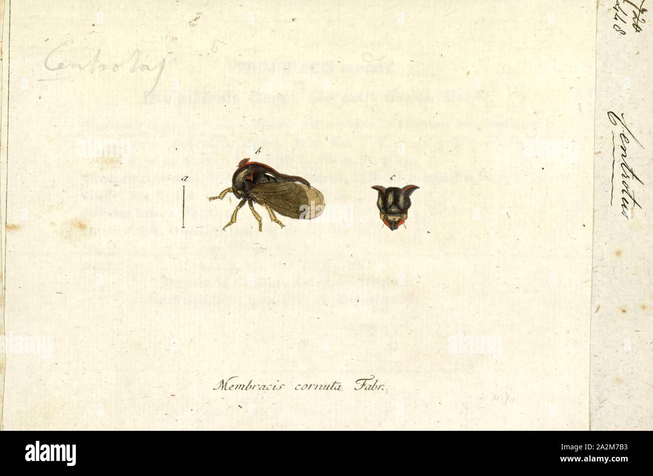 Family membracidae hi-res stock photography and images - Alamy
