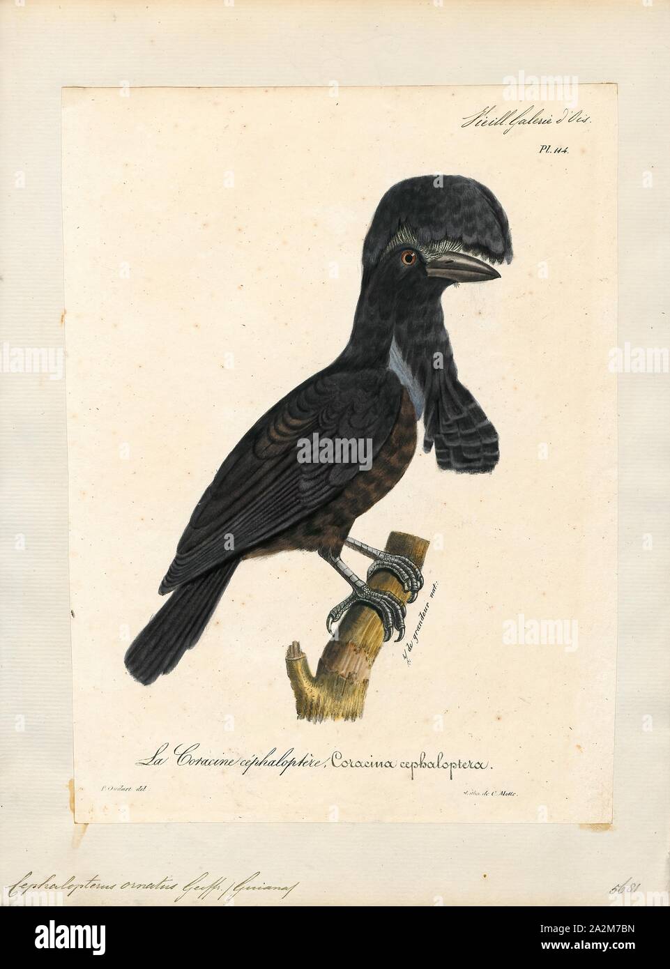 Cephalopterus ornatus, Print, The Amazonian umbrellabird (Cephalopterus ...