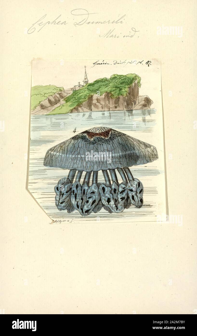 Cephea dumerili hi-res stock photography and images - Alamy