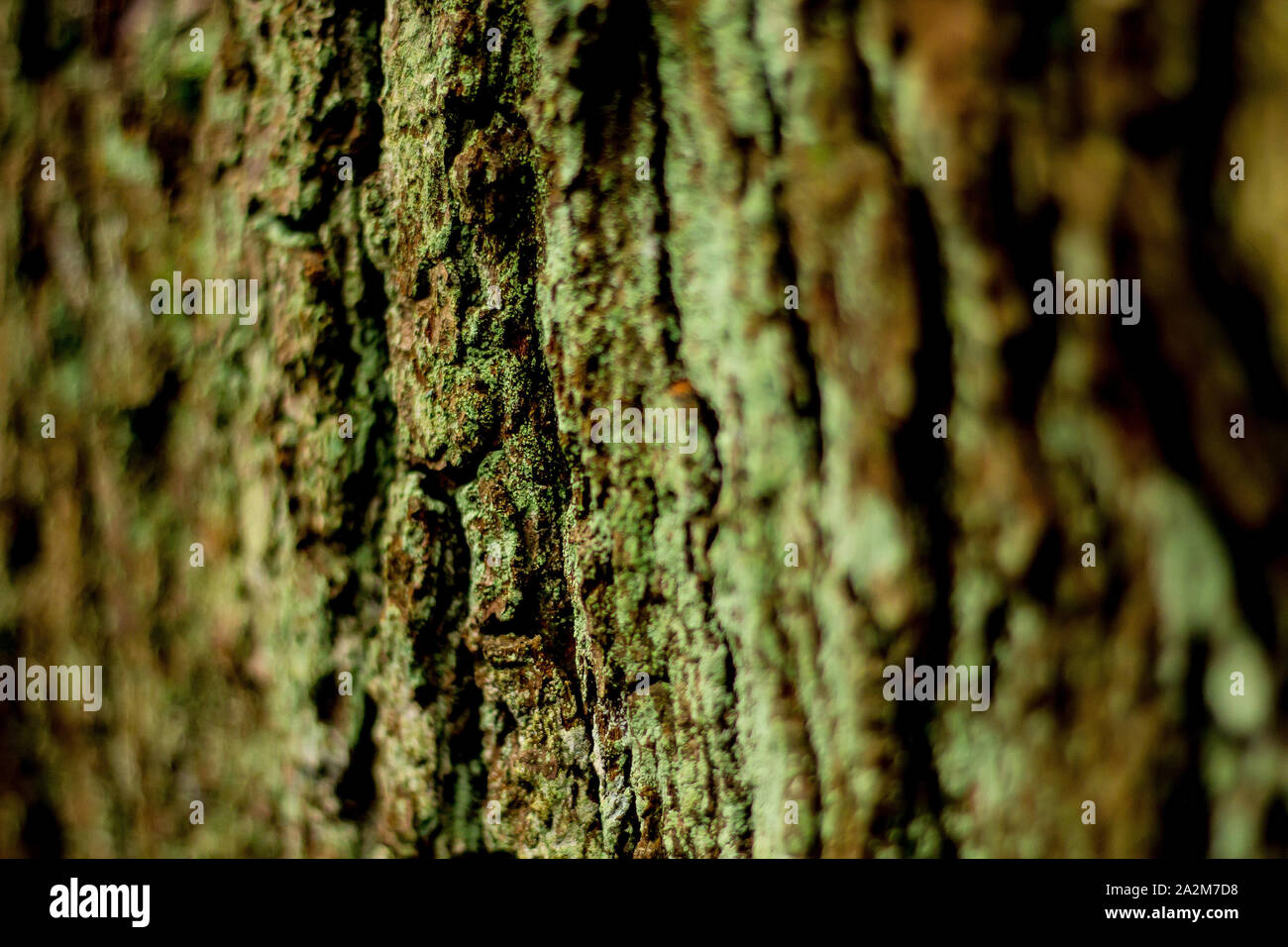 Tree bark - close up Stock Photo - Alamy