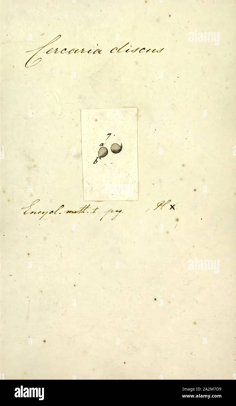 Cercaria hi-res stock photography and images - Alamy