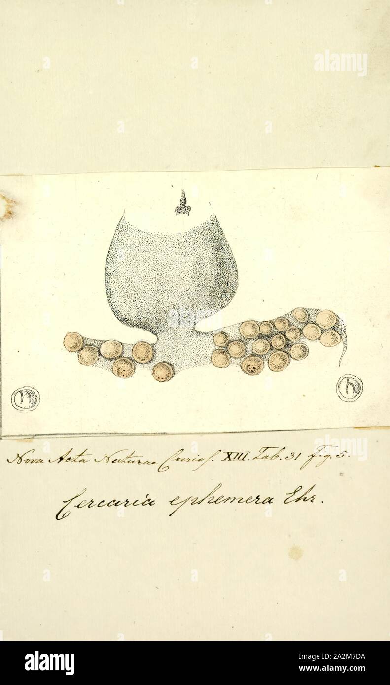 Cercaria hi-res stock photography and images - Alamy