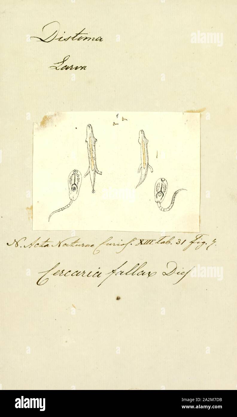 Fallax hi-res stock photography and images - Alamy