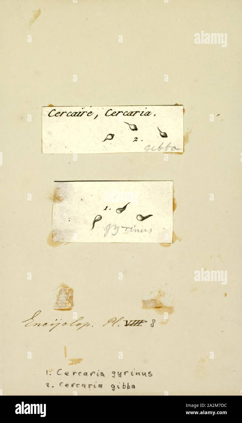 Cercaria hi-res stock photography and images - Alamy