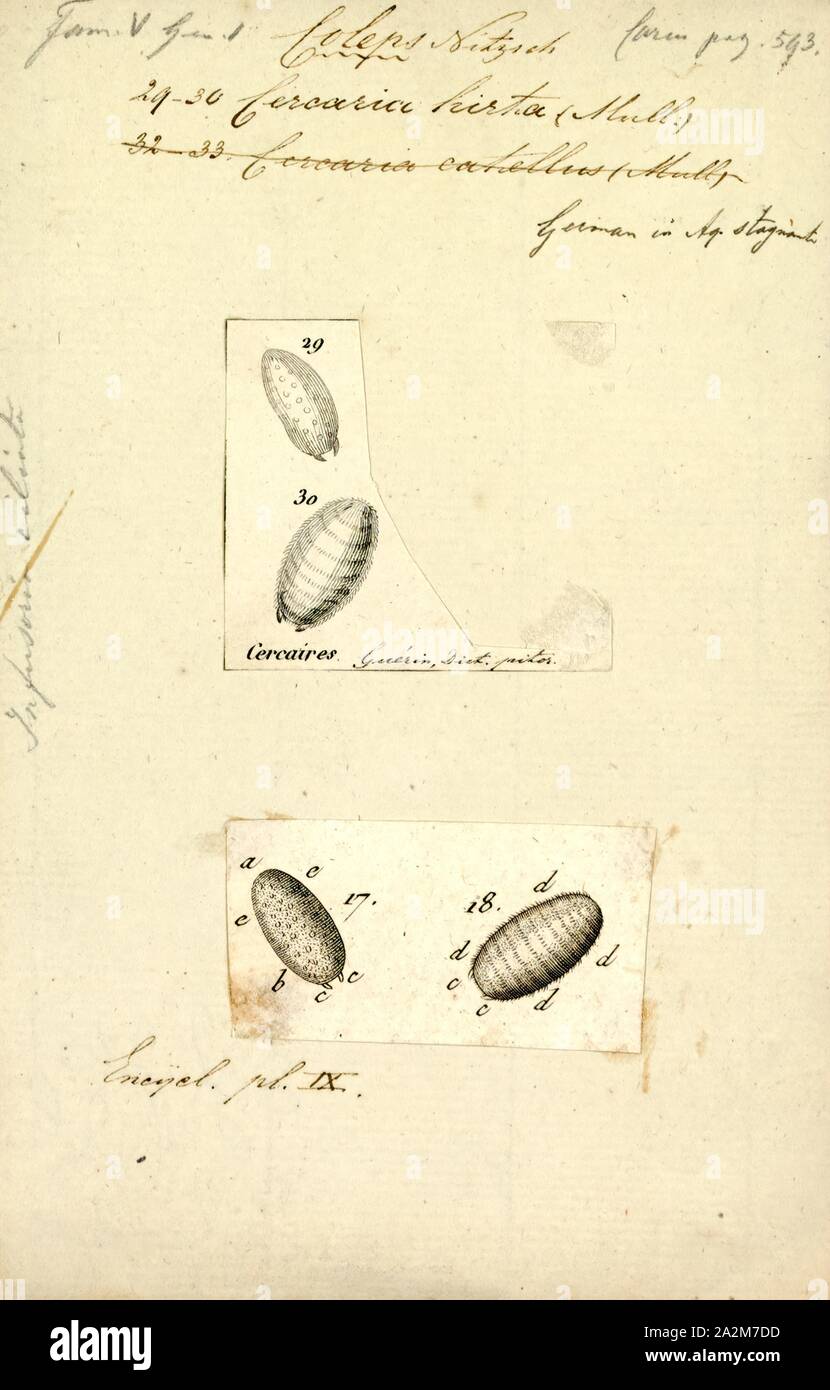 Cercaria hi-res stock photography and images - Alamy