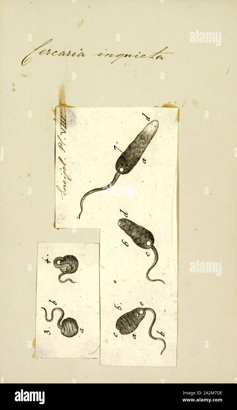 Cercaria hi-res stock photography and images - Alamy