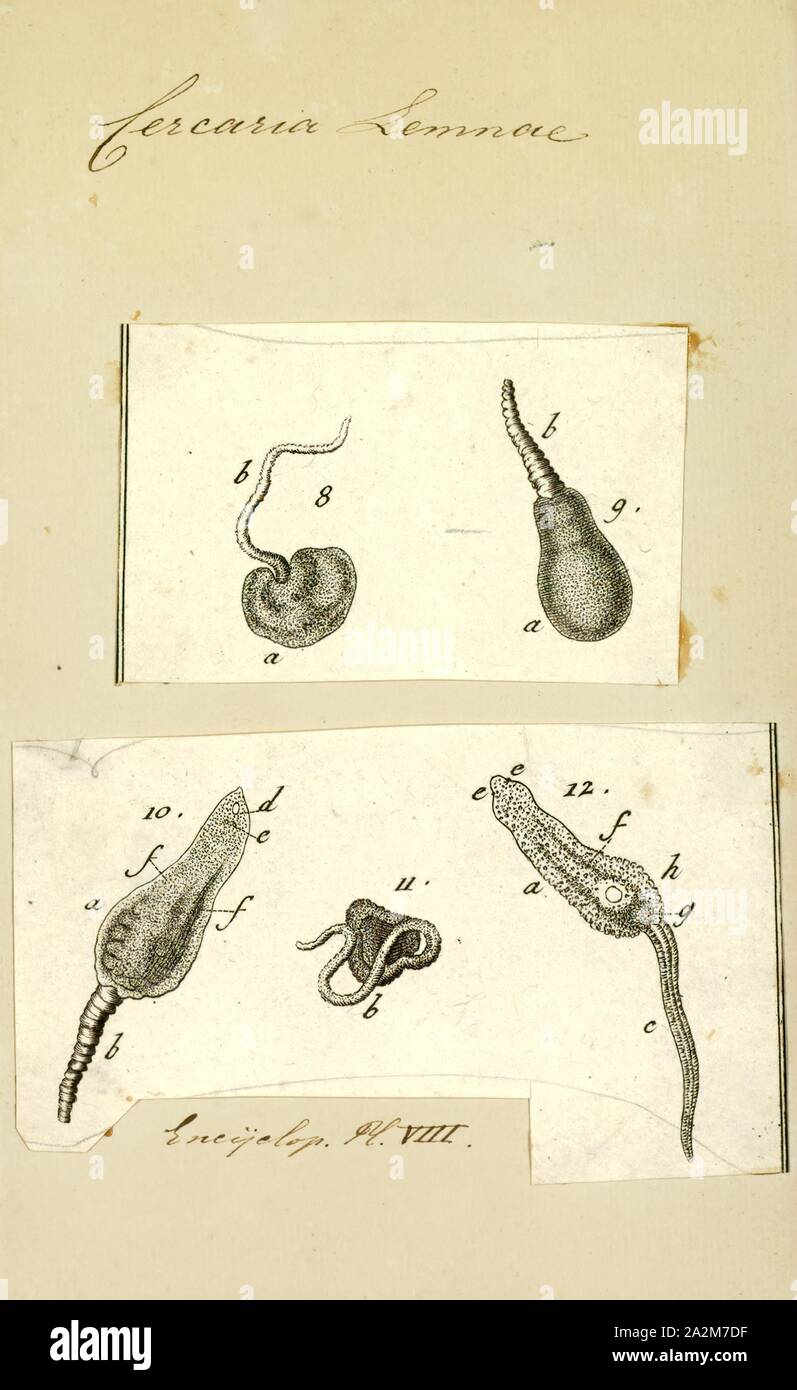 Cercaria hi-res stock photography and images - Alamy