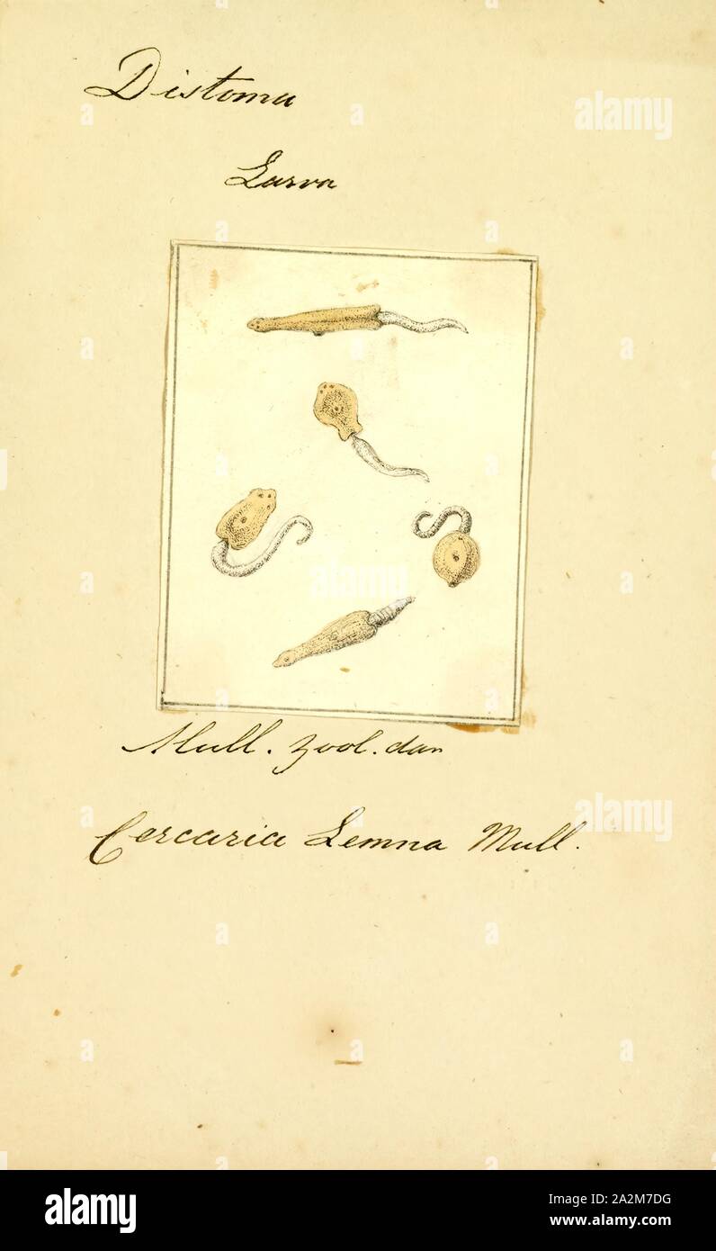 Cercaria hi-res stock photography and images - Alamy