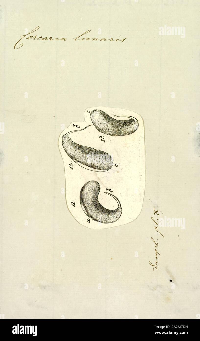 Cercaria hi-res stock photography and images - Alamy