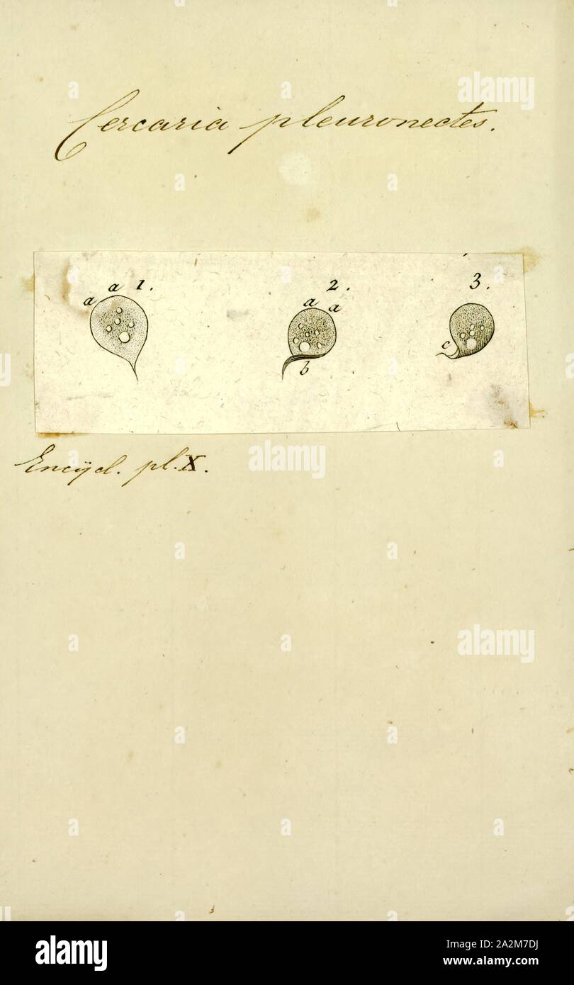 Cercaria hi-res stock photography and images - Alamy