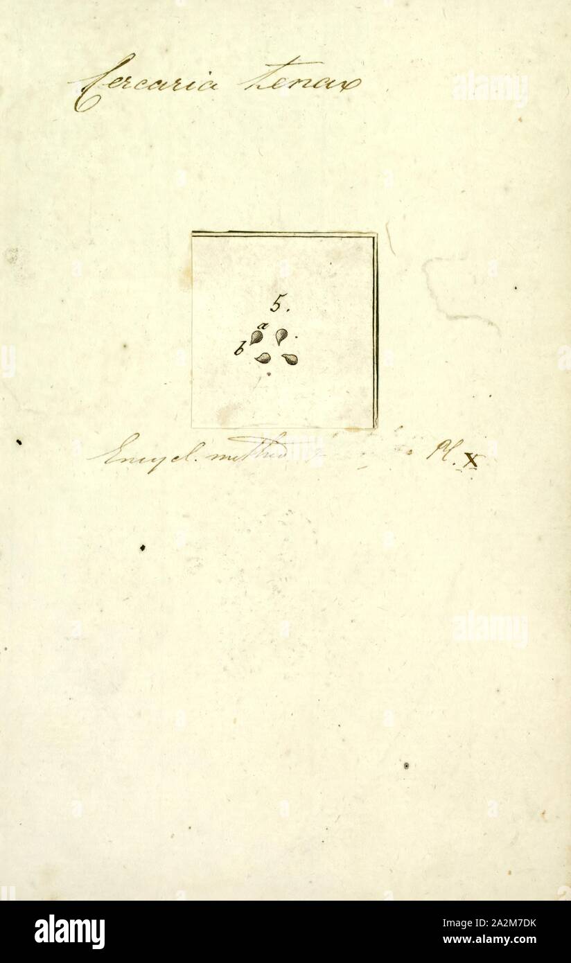 Cercaria tenax hi-res stock photography and images - Alamy