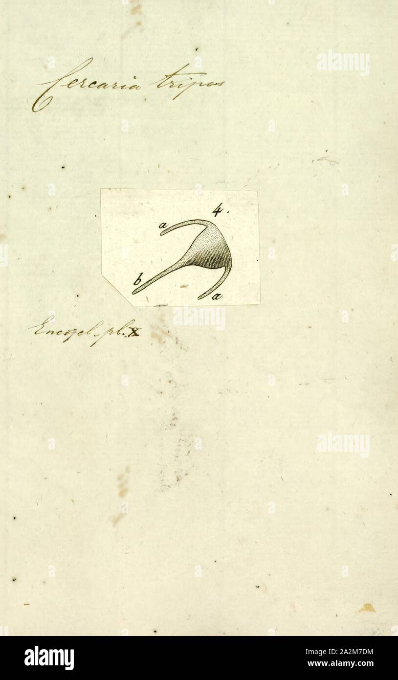 Cercaria hi-res stock photography and images - Alamy