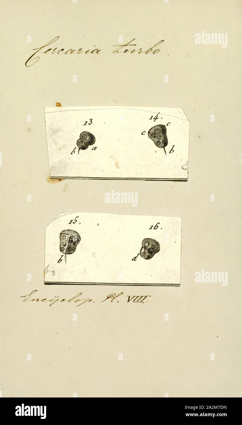 Cercaria hi-res stock photography and images - Alamy